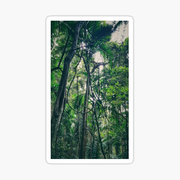 "Shades of green in the forest canopy" Sticker for Sale by Bellamaree ...