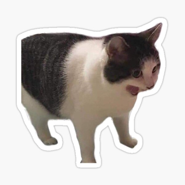 "Surprised cat meme" Sticker by Mei Itami | Redbubble
