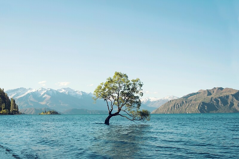 "That tree in the middle of the lake" by TheOtherErre | Redbubble