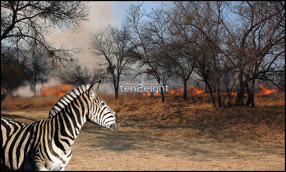"Zebra and Bush Fire" by ten2eight | Redbubble