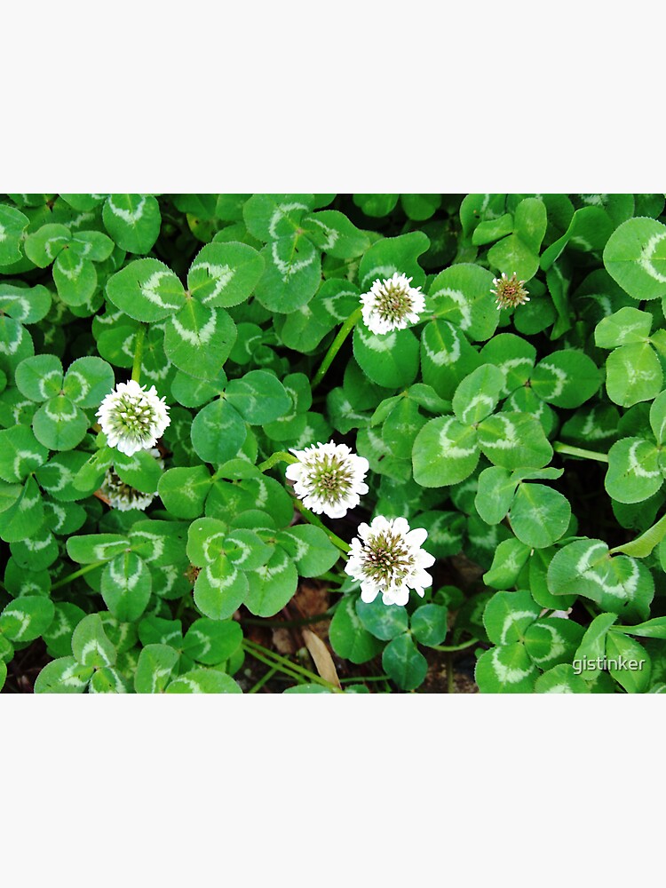 "White Clover Clump" Sticker for Sale by gistinker | Redbubble