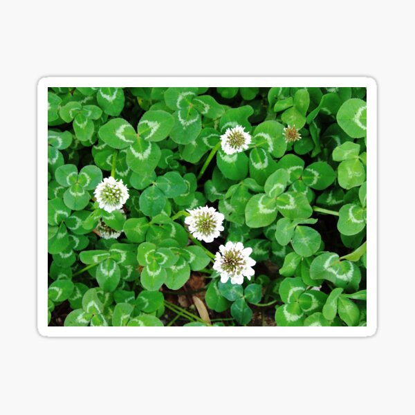 "White Clover Clump" Sticker for Sale by gistinker | Redbubble