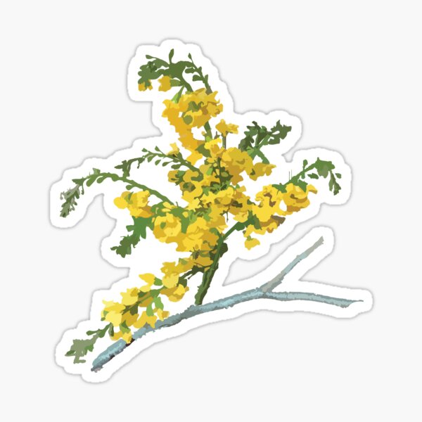 "yellow flowers of Padauk Flower, The National Flower of Myanmar. For ...