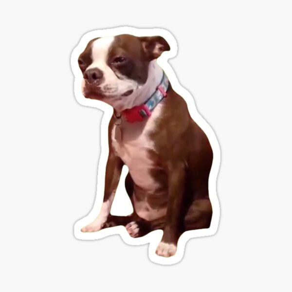"Crying dog meme" Sticker for Sale by FASLab | Redbubble