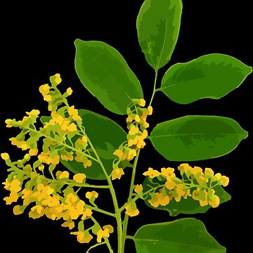 "Padauk Flower, Myanmar water festival (Thingyan)." Sticker for Sale by ...
