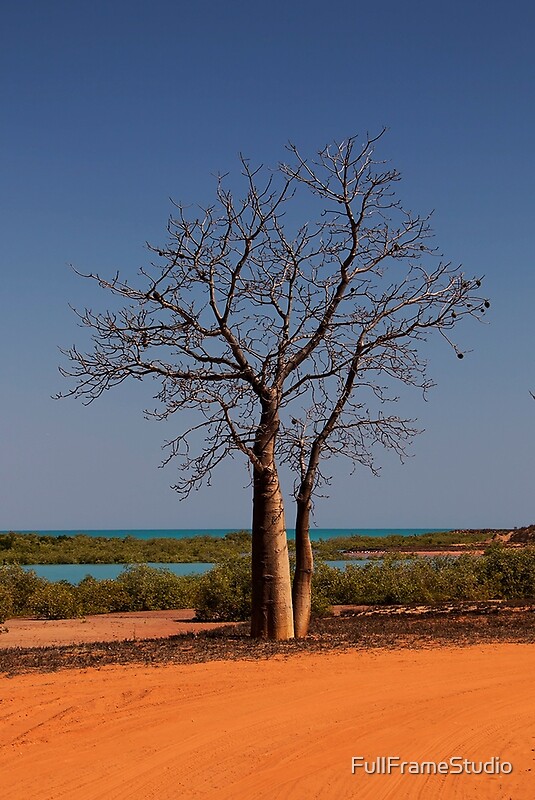 "Beautiful Boab" by FullFrameStudio | Redbubble