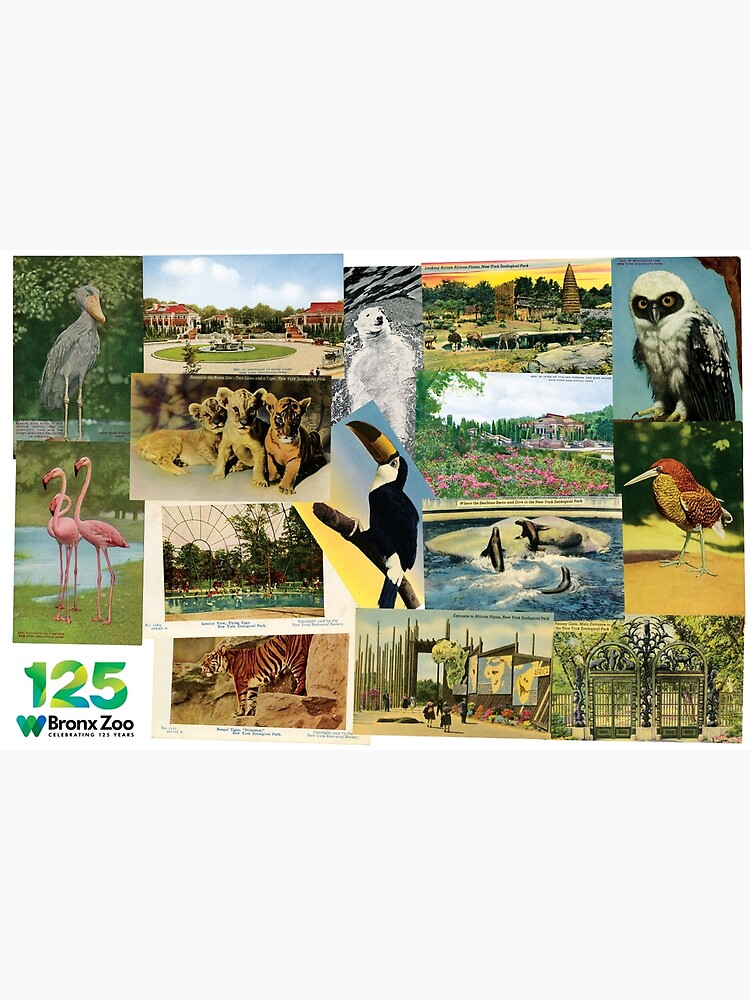 "Vintage postcards collected in the WCS Archives" Poster for Sale by ...