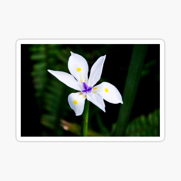 "white lily" Sticker by TessAndre | Redbubble