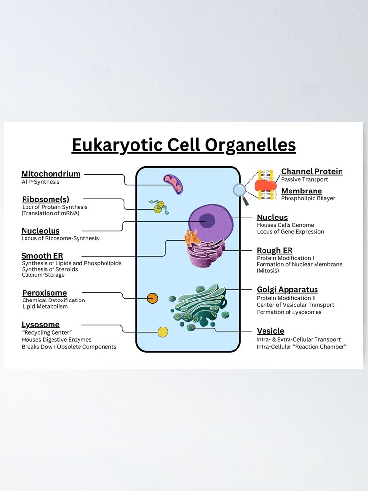 "Eukaryotic Cell Organelles and Their Function" Poster by Biology-Hub ...
