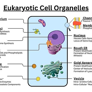 "Eukaryotic Cell Organelles and Their Function" Poster by Biology-Hub ...
