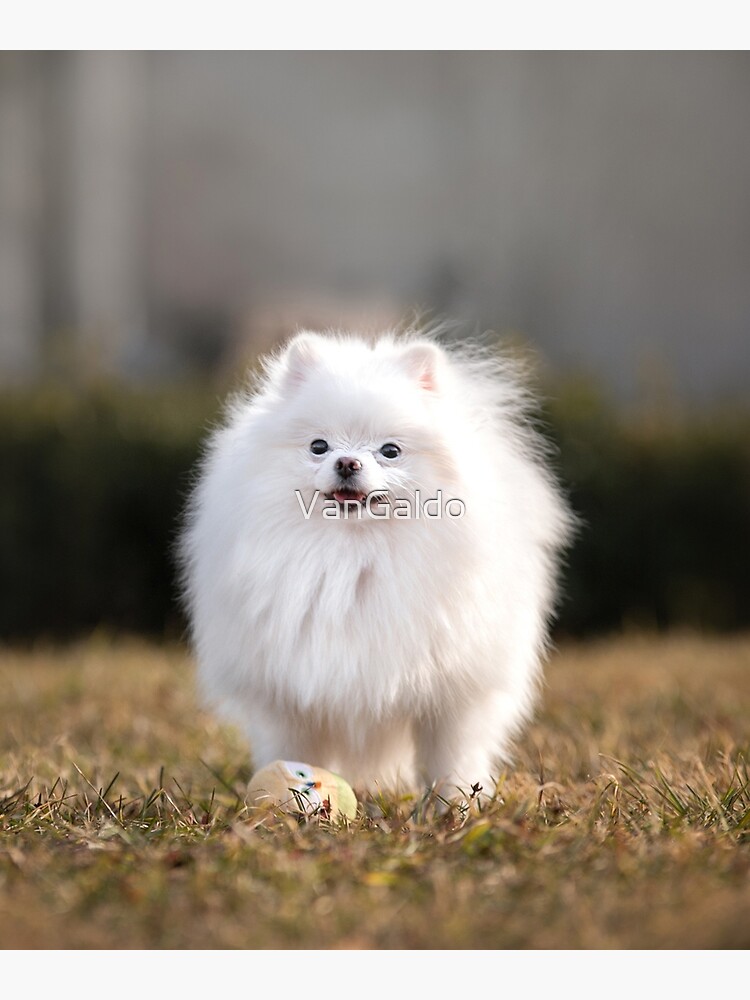 Pure White Pomeranian Puppies