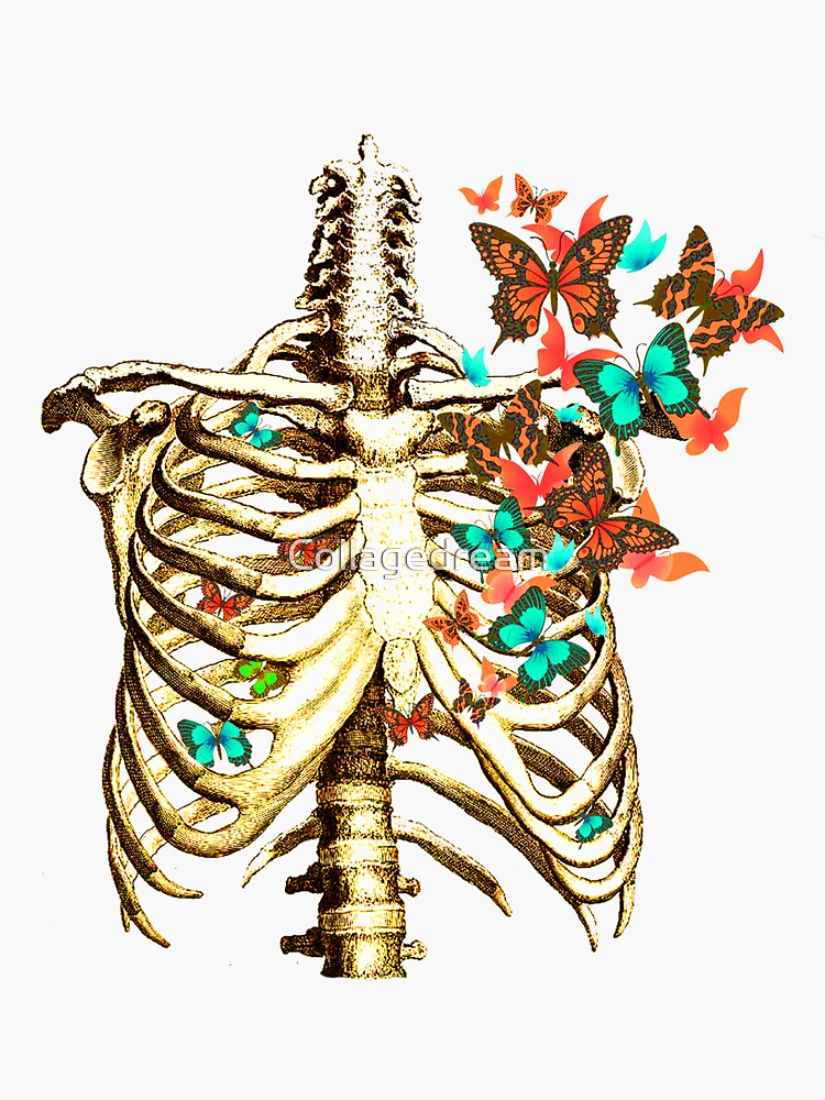 "Rib cage, ribcage, thorax, human anatomy, bones with butterflies ...