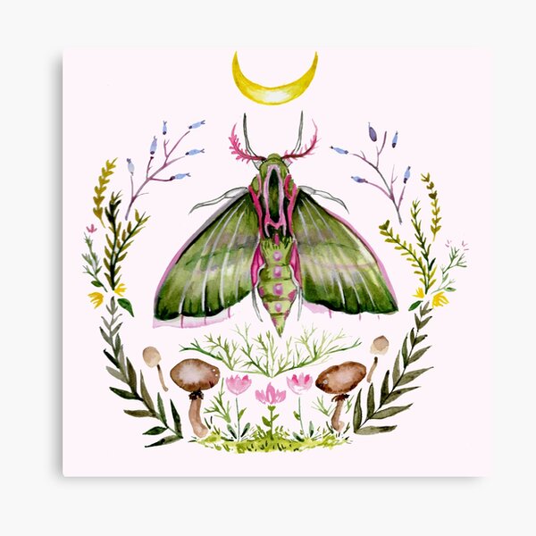 "Spring Moth" Canvas Print for Sale by MoonandTrees | Redbubble