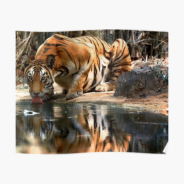 Cat Reflection Tiger Posters | Redbubble