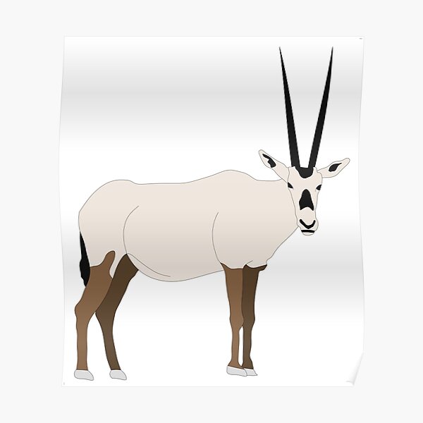 "Desert Arabian Oryx" Poster by ontherails | Redbubble