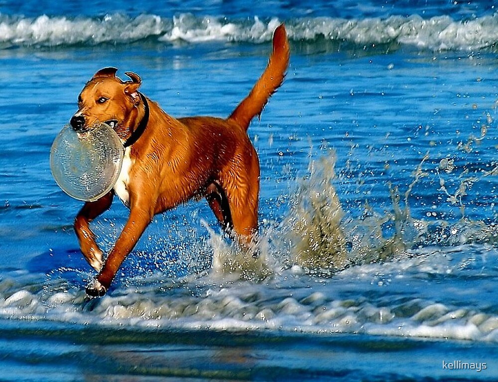 "Dog, Frisbee and the beach and the waves of the OCEAN" by kellimays ...