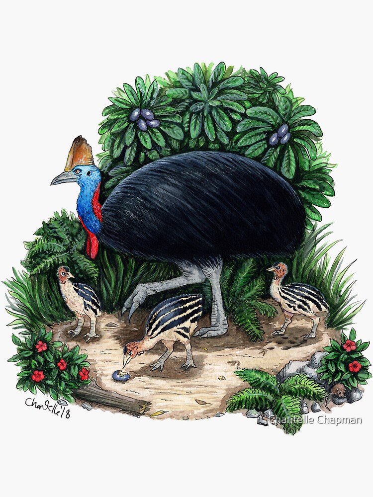 "Cassowary family" Sticker for Sale by Chantelle Chapman | Redbubble