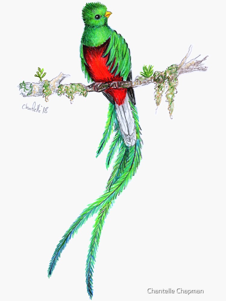 "Resplendent Quetzal" Sticker for Sale by rjdaae | Redbubble