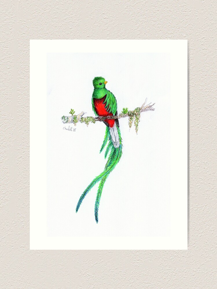 "Resplendent Quetzal" Art Print for Sale by rjdaae | Redbubble
