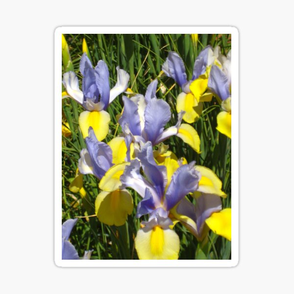 "Profusion of Purple and Yellow Dutch Iris " Sticker for Sale by ...
