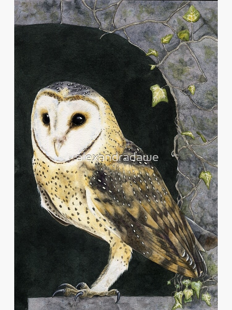 "The Church Owl" Photographic Print for Sale by alexandradawe | Redbubble
