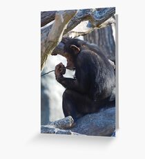 Chimpanzee Greeting Cards | Redbubble