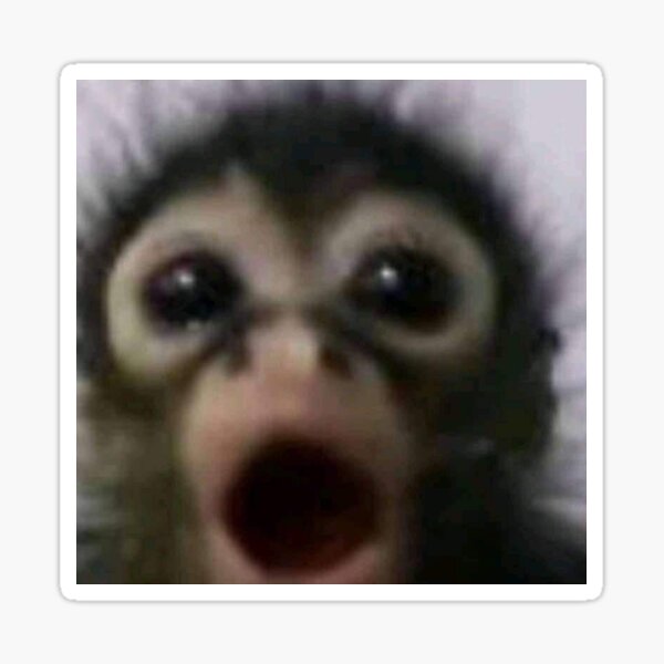 Surprised Monkey Face Memes