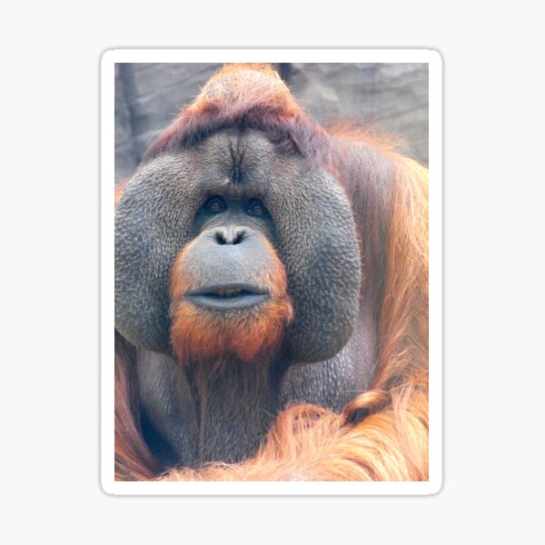 "Orangutan" Sticker for Sale by perggals | Redbubble