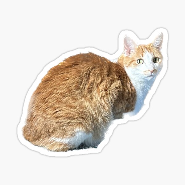"Toonces Sitting" Sticker for Sale by DaniMationENT | Redbubble