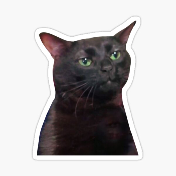 "Disappointment Black Cat Meme" Sticker for Sale by trashcatkrew ...