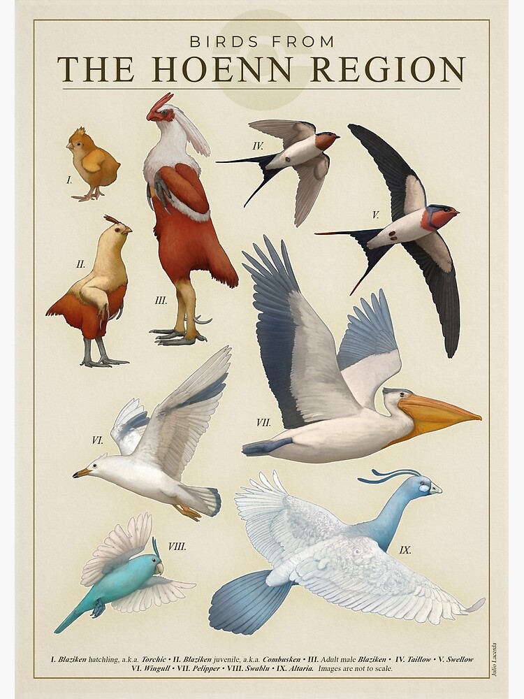 "Birds of Hóenn" Poster for Sale by julio-lacerda | Redbubble