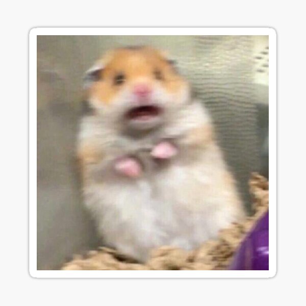"scared hamster meme" Sticker for Sale by bananamatcha | Redbubble