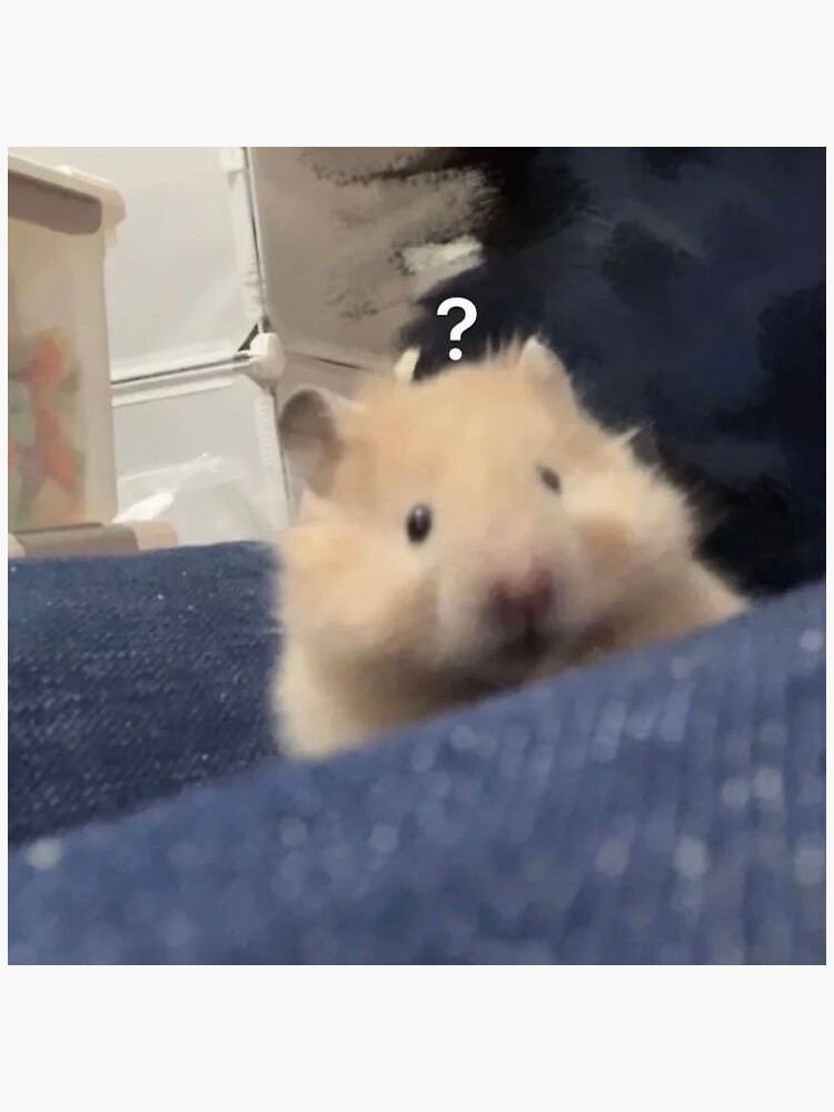 "confused hamster meme" Sticker for Sale by bananamatcha | Redbubble