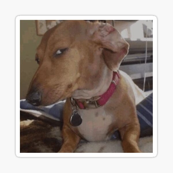 "side eye dog meme" Sticker for Sale by bananamatcha | Redbubble