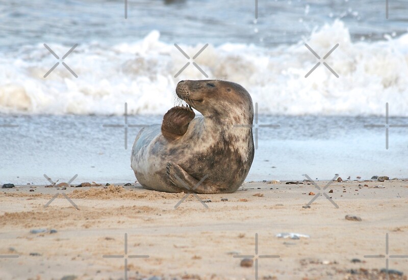 "Talk to the Flipper - Seal" by MyriadLifePhoto | Redbubble
