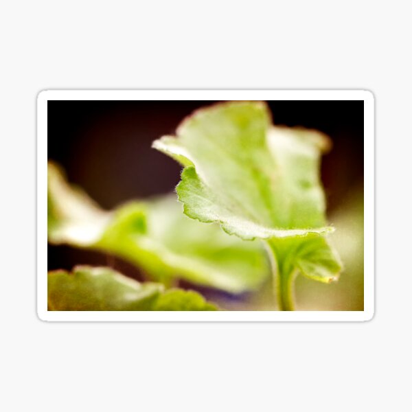 "Geranium leaf" Sticker for Sale by heidiannemorris | Redbubble