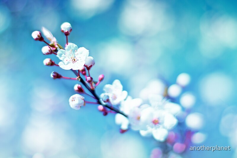"A taste of spring" by anotherplanet | Redbubble