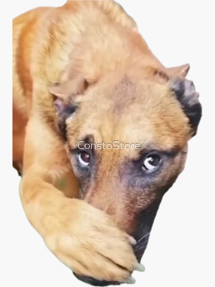 "uh oh stinky | Dog Meme" Sticker for Sale by ConstoStore | Redbubble