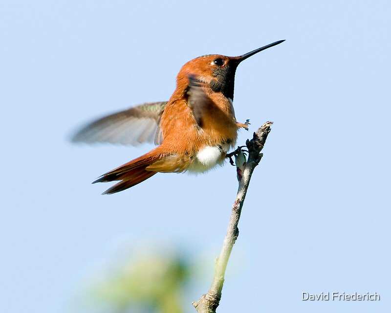 "Rufous Hummingbird: Micro Second to Landing" by David Friederich ...