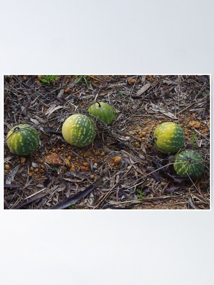"Citrullus lanatus, Pig Melons" Poster for Sale by lezvee | Redbubble