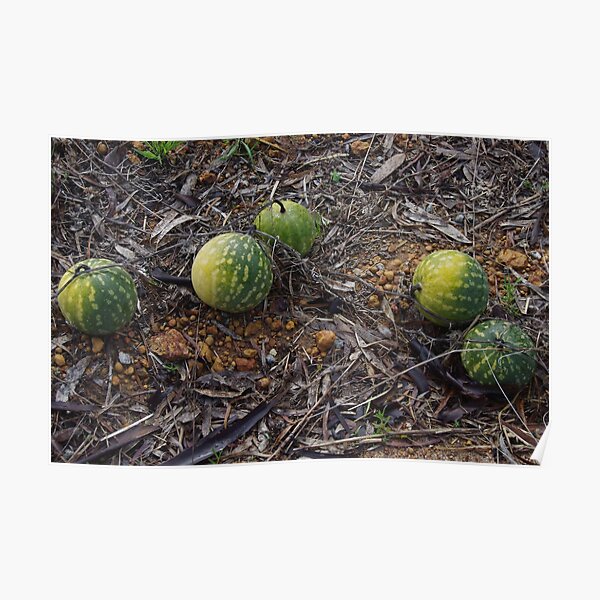 "Citrullus lanatus, Pig Melons" Poster for Sale by lezvee | Redbubble