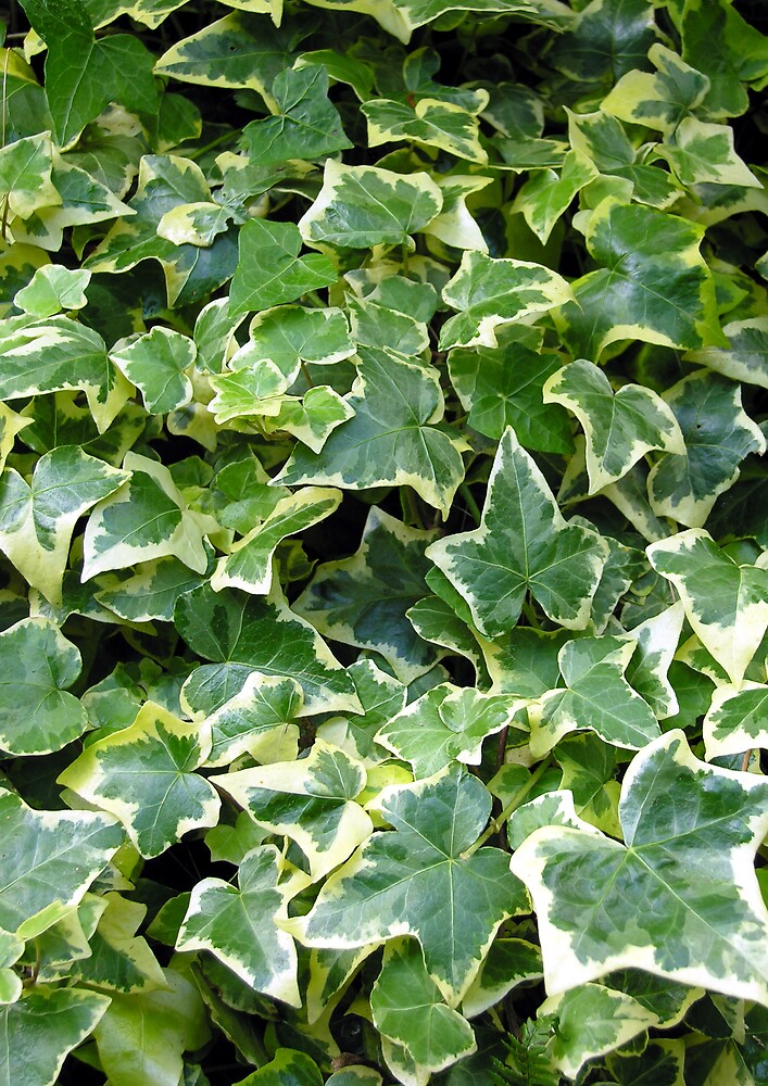 "The variegated foliage of ivy Hedera Helix "Goldchild"" by Philip ...