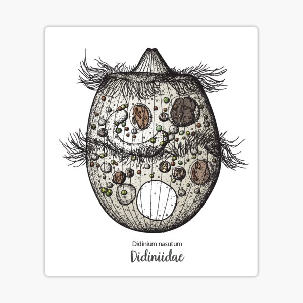 Didinium Under Microscope