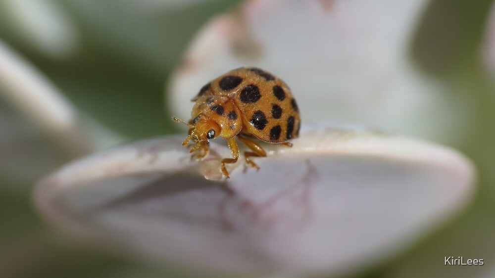 "26-28 Spotted Ladybird" by KiriLees | Redbubble