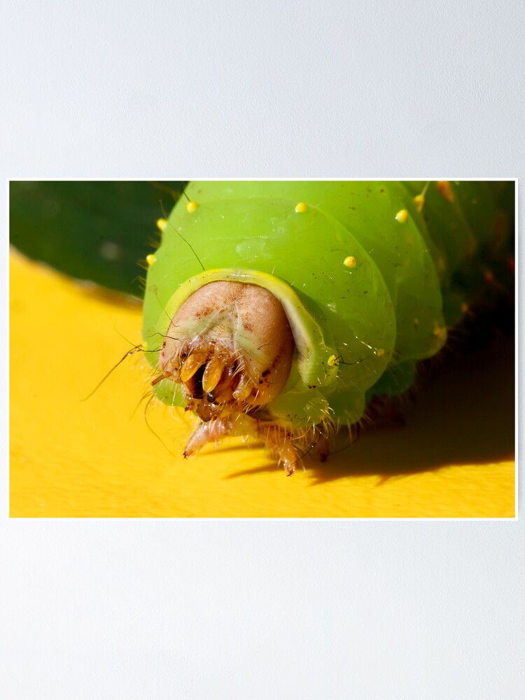 "Giant Silk Moth Larva" Poster for Sale by tenia115 | Redbubble