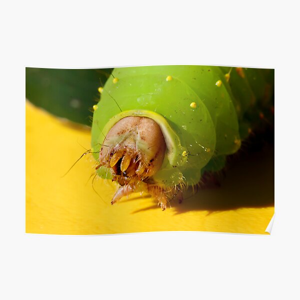 "Giant Silk Moth Larva" Poster for Sale by tenia115 | Redbubble