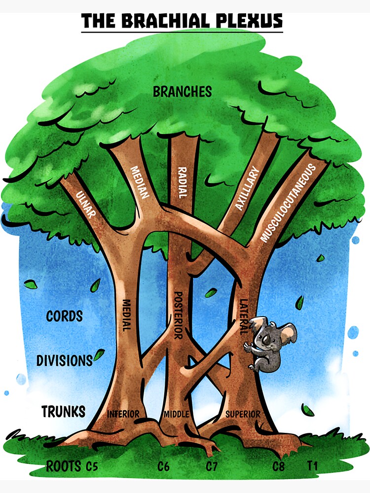 "The Brachial Plexus Anatomy Tree" Magnet for Sale by LibertarianBlog | Redbubble