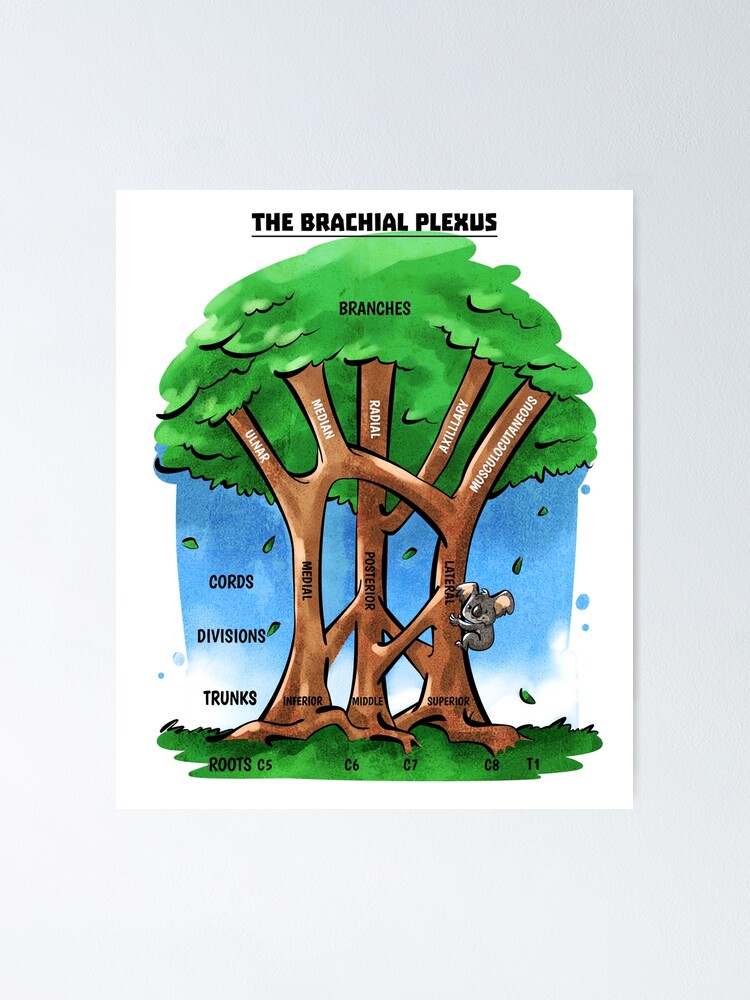 "The Brachial Plexus Anatomy Tree" Poster for Sale by LibertarianBlog ...