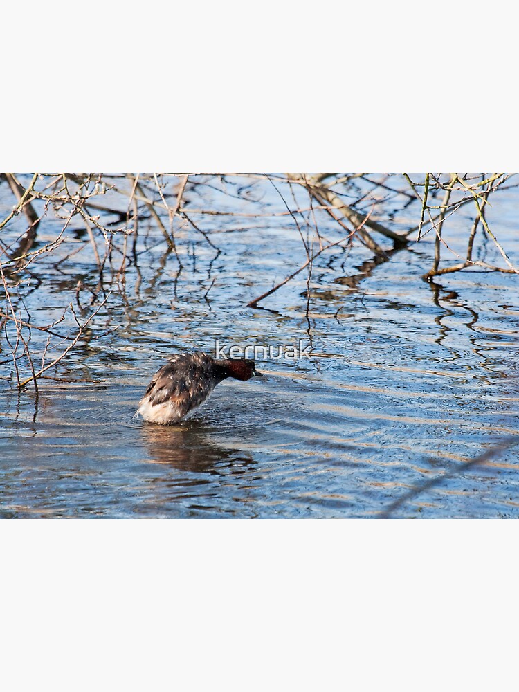 Dabchick Merch & Gifts for Sale | Redbubble