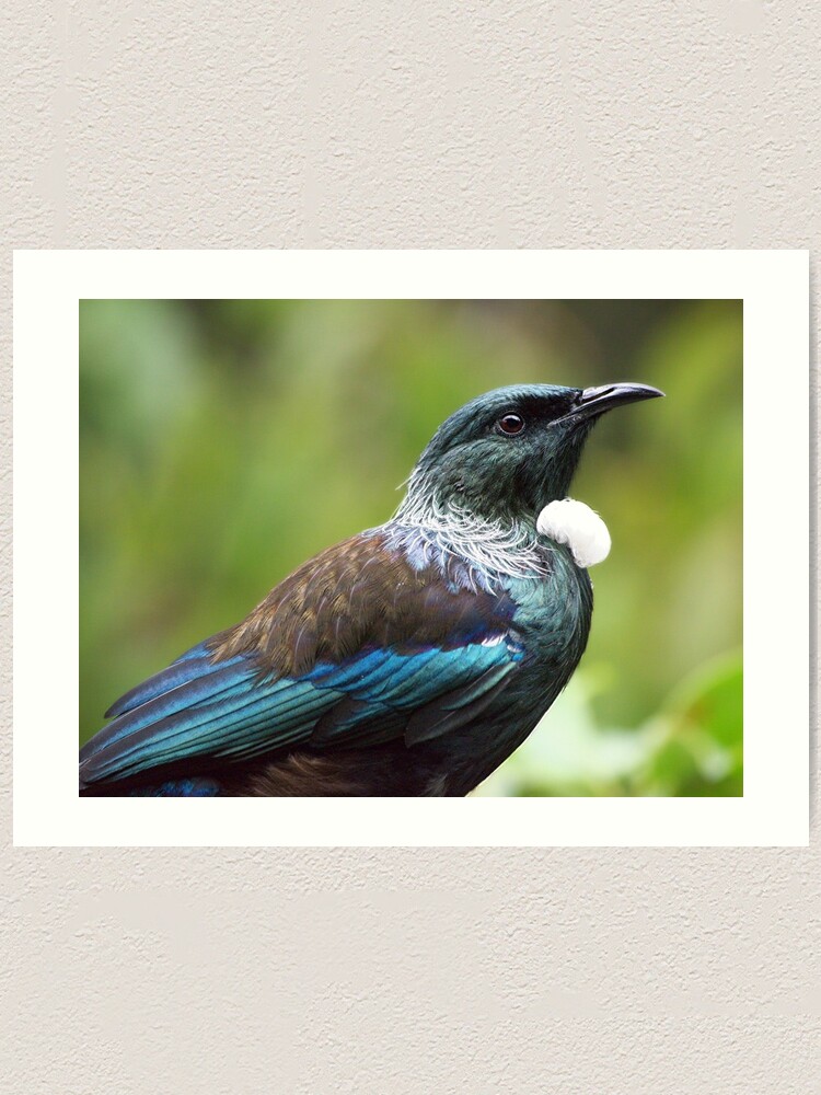 "Tui.....I spy with my beady eye.......!" Art Print for Sale by Roynz ...